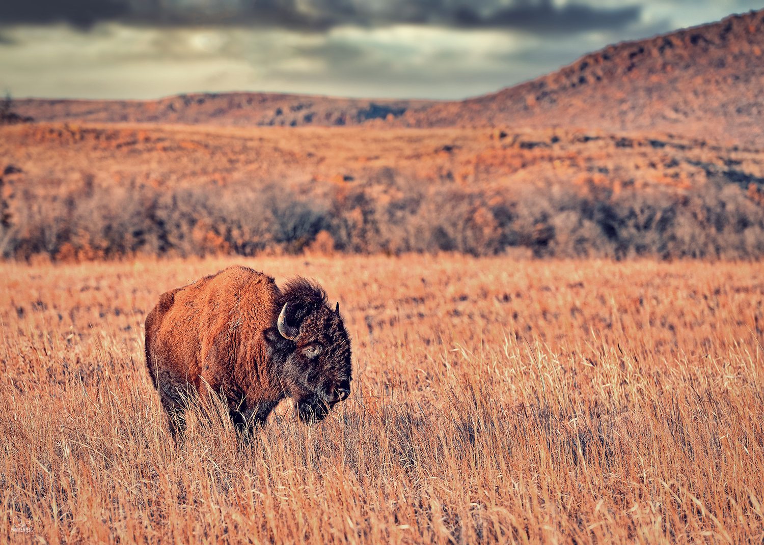 Cody James Collection - Signature Art - www.codyparmenter.com